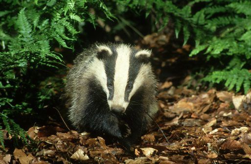 Autumn Animals! | National Geographic Kids