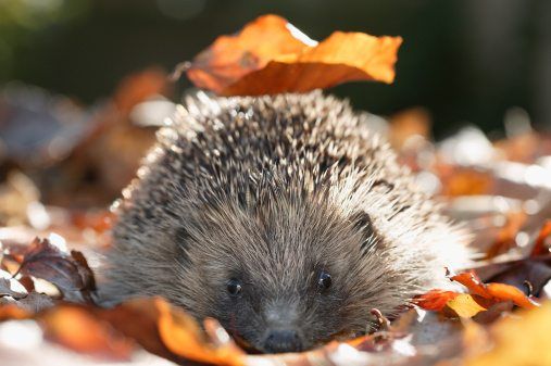 Autumn Animals! | National Geographic Kids