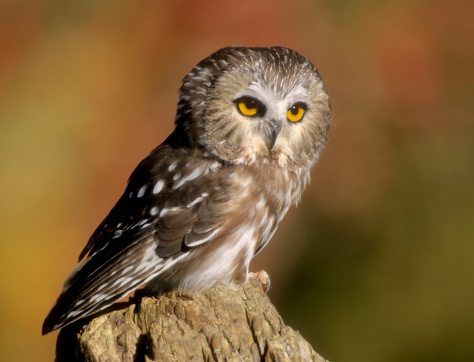 Autumn Animals! | National Geographic Kids