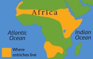 Ostrich facts! | National Geographic Kids