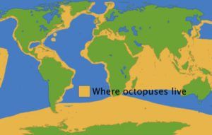 Octopus facts for kids | National Geographic Kids