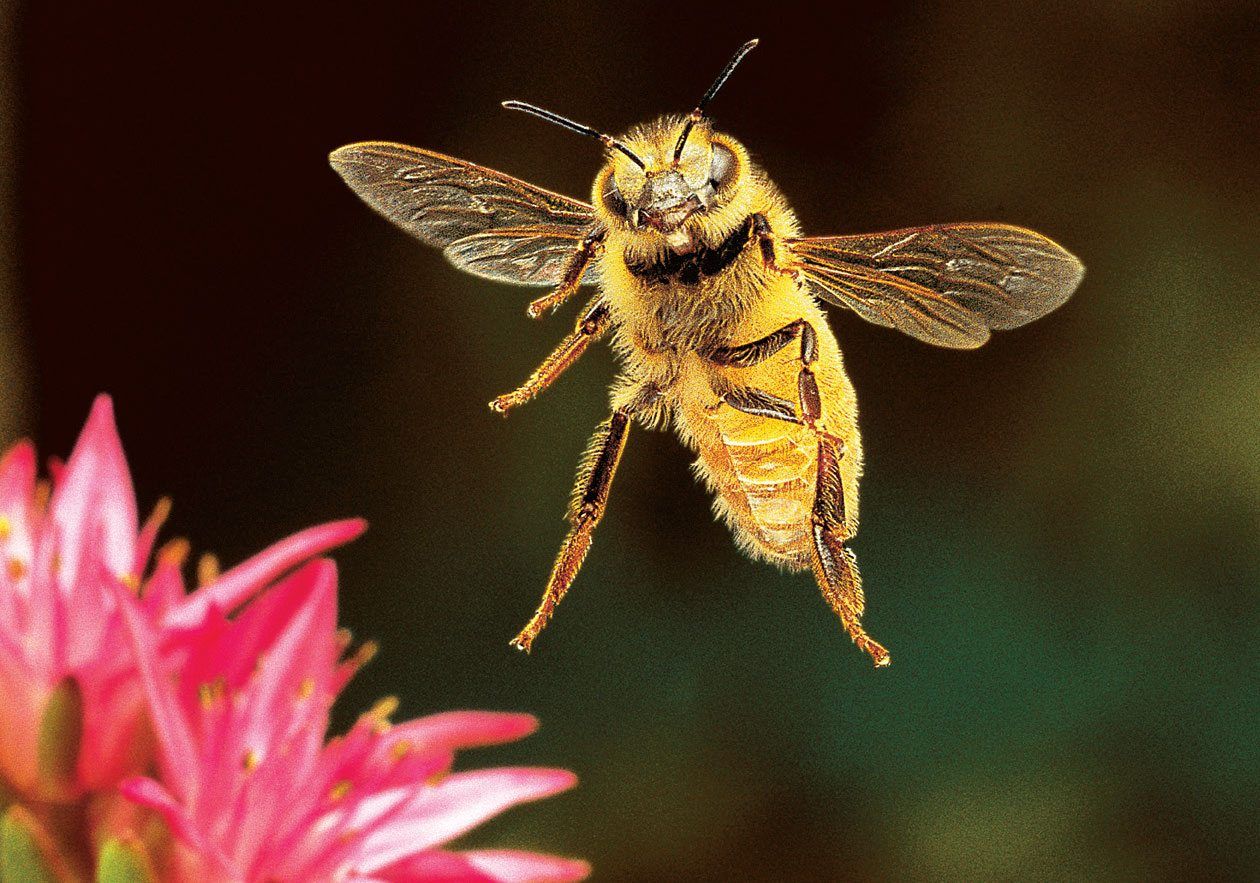 Buzz about bees! | National Geographic Kids