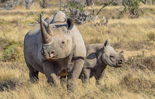 Savannah habitat! | Sponsored by Persil | National Geographic Kids